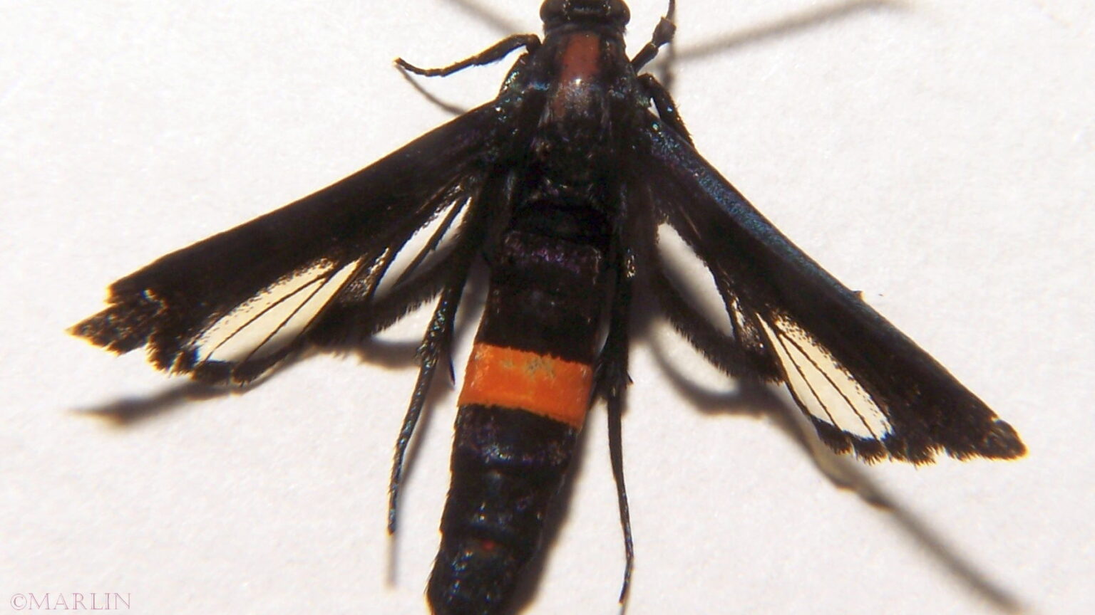 Peachtree Borer Moth - North American Insects & spiders