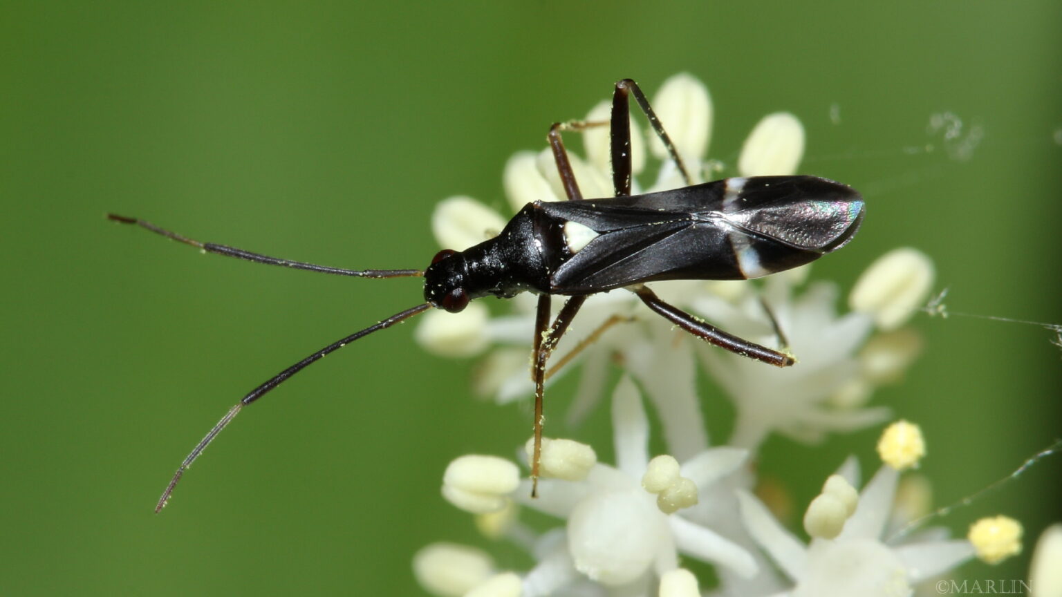 Plant Bug - Pseudoxenetus regalis - North American Insects & spiders