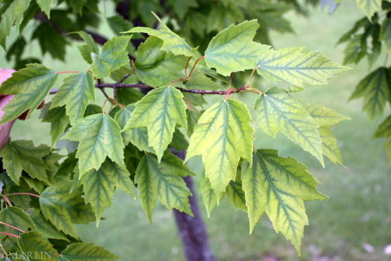 Red Sunset Maple - Acer rubrum 'Franksred' - North American Insects ...