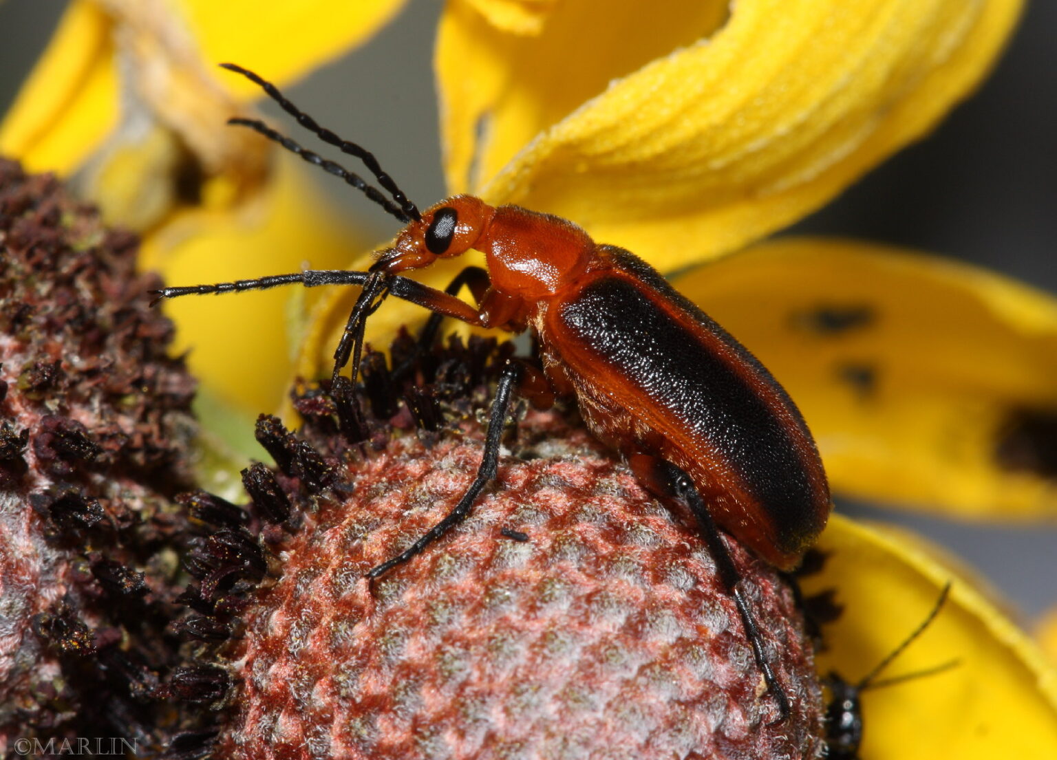 Orange Blister Beetle - North American Insects & spiders