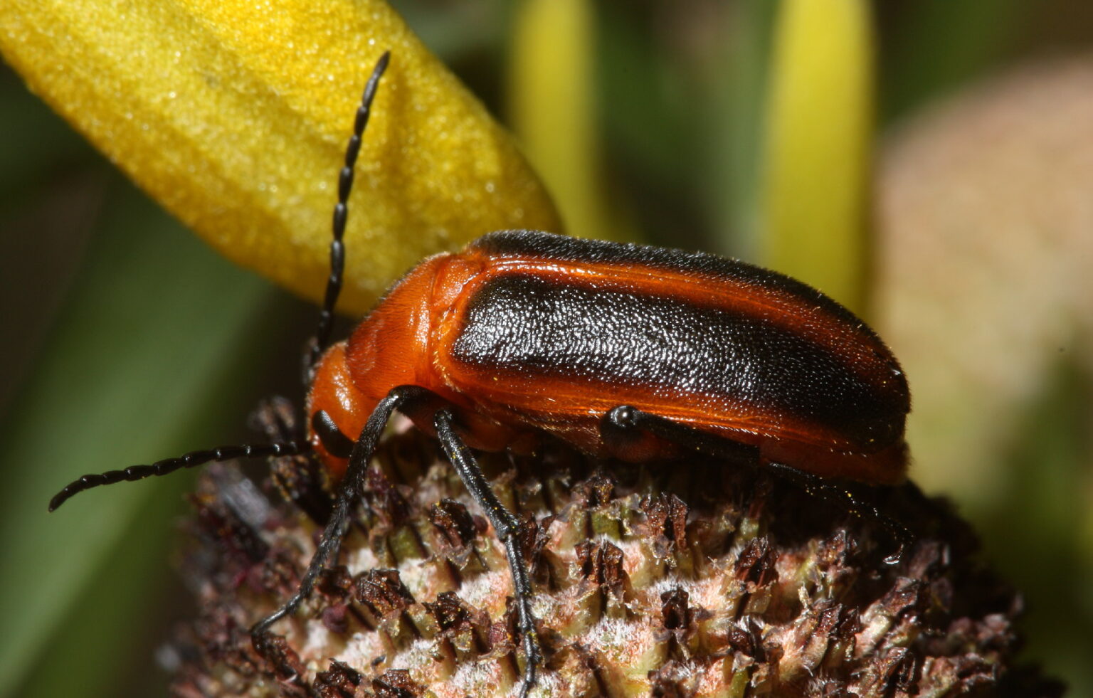 Orange Blister Beetle - North American Insects & spiders
