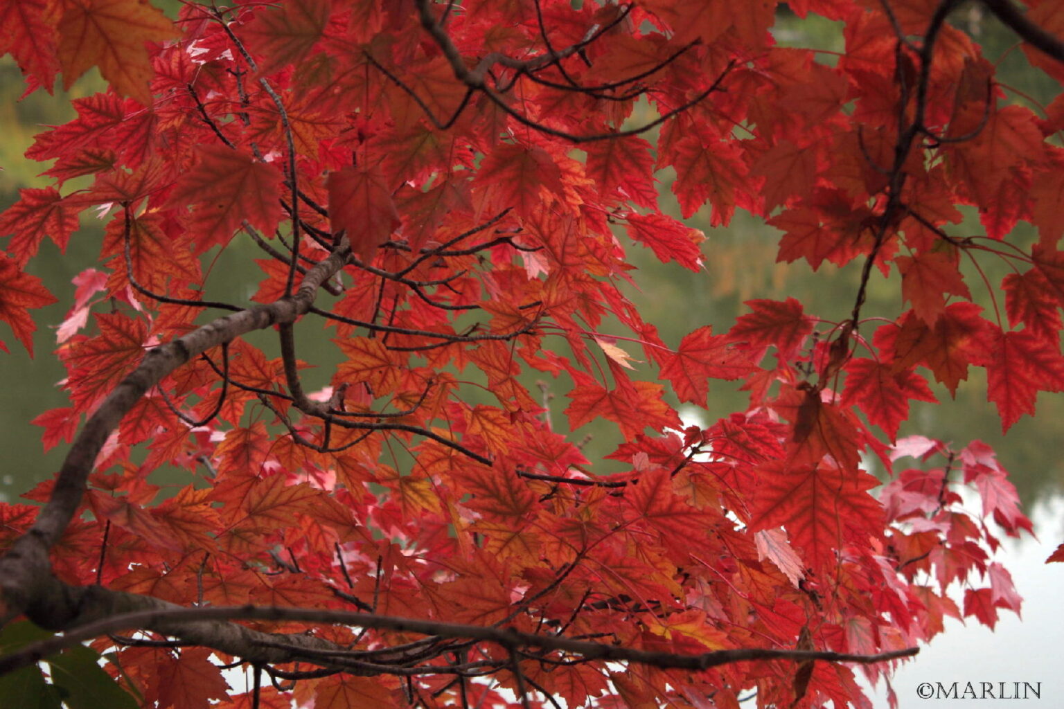 Red Sunset Maple - Acer rubrum 'Franksred' - North American Insects ...