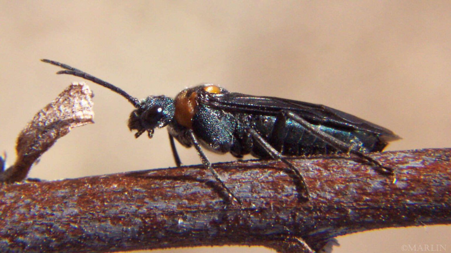 Sawflies, Horntails, and Wood Wasps - North American Insects & spiders