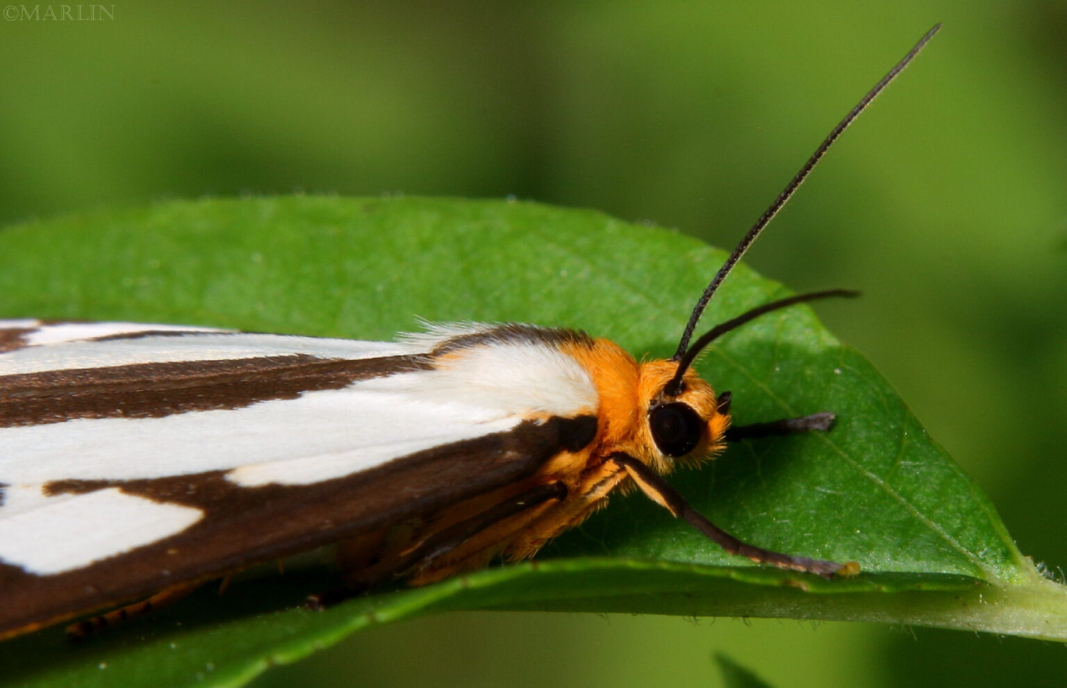 Reversed Haploa Moth - Haploa reversa - North American Insects & spiders