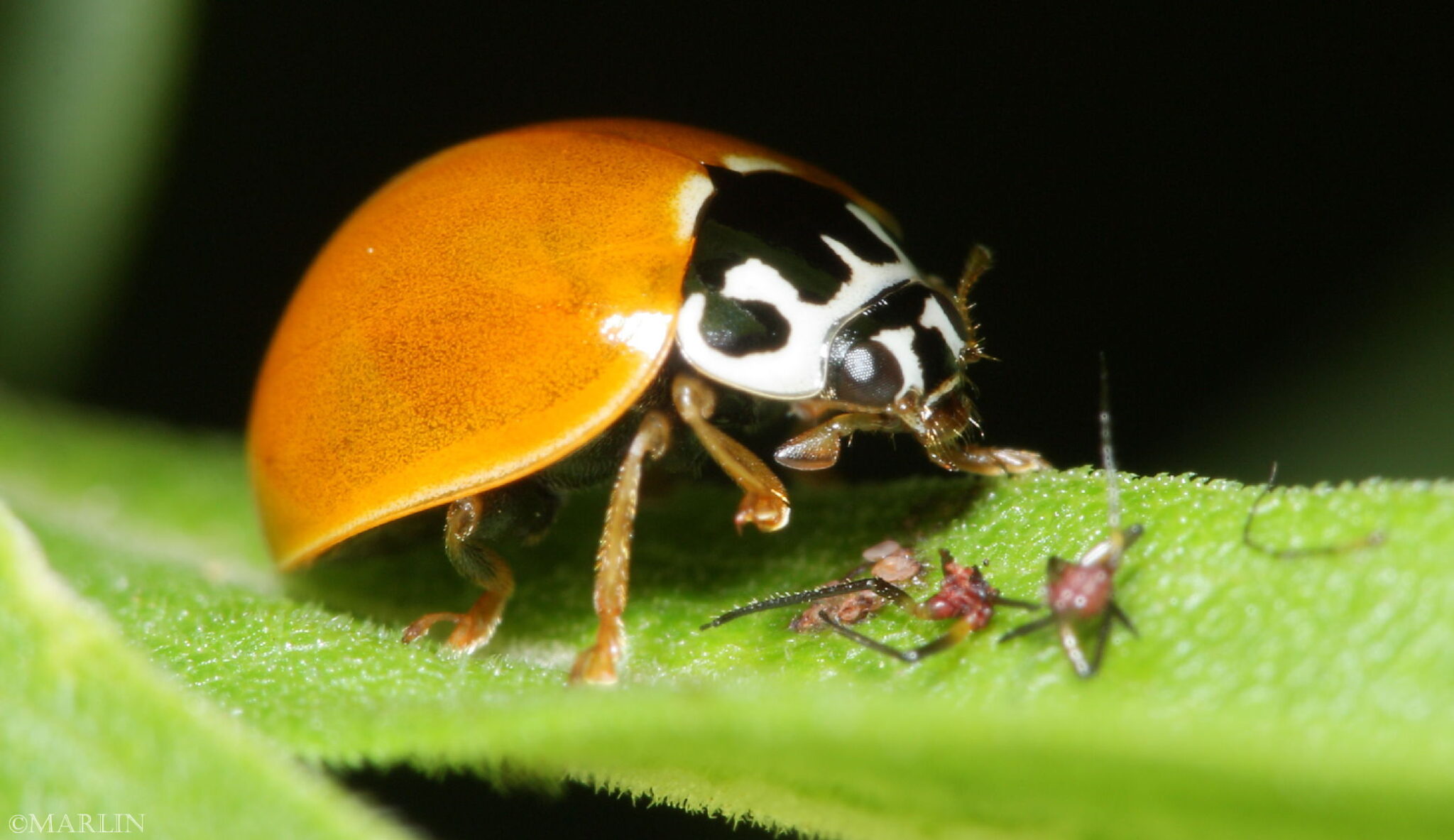 Seven-spotted Ladybug - North American Insects & spiders