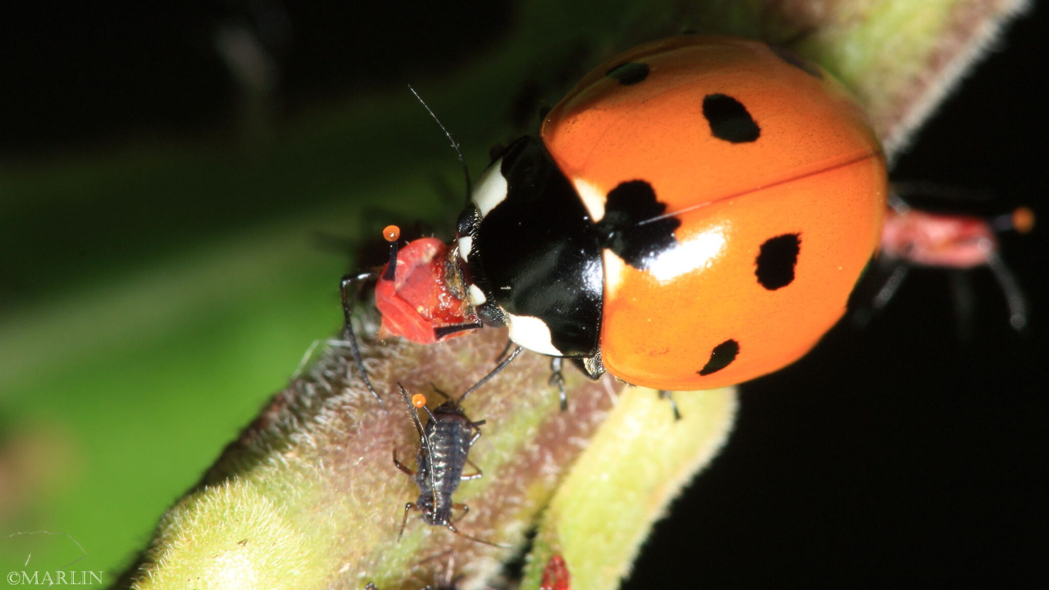 Seven-spotted Ladybug - North American Insects & spiders