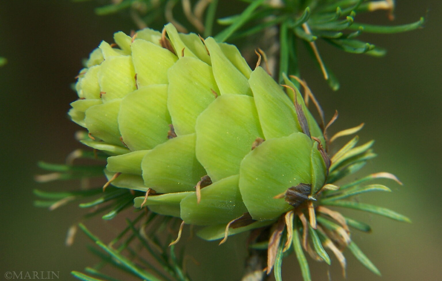 Prince Rupprecht Larch - North American Insects & spiders