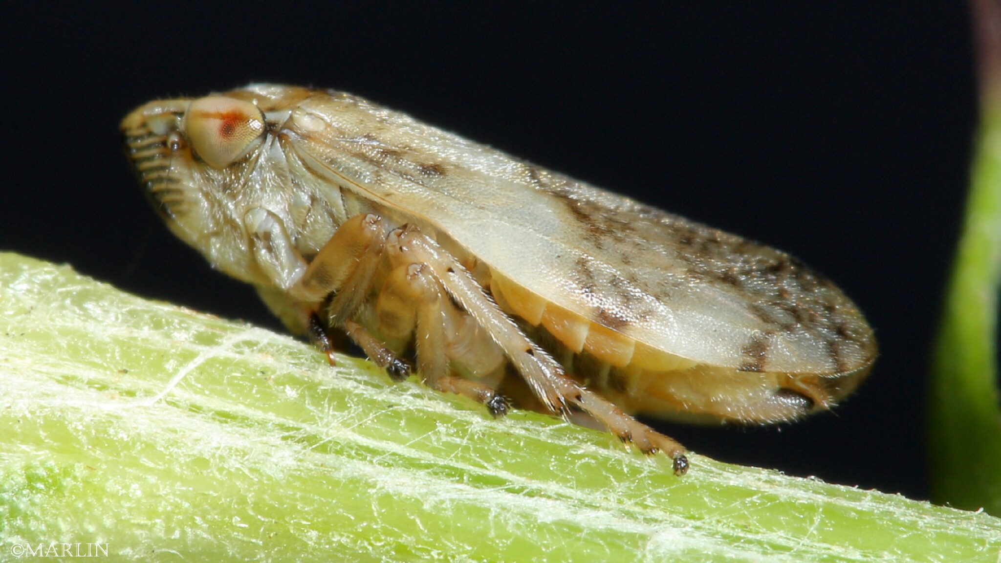 Meadow Spittlebug - Philaenus spumarius - North American Insects & spiders