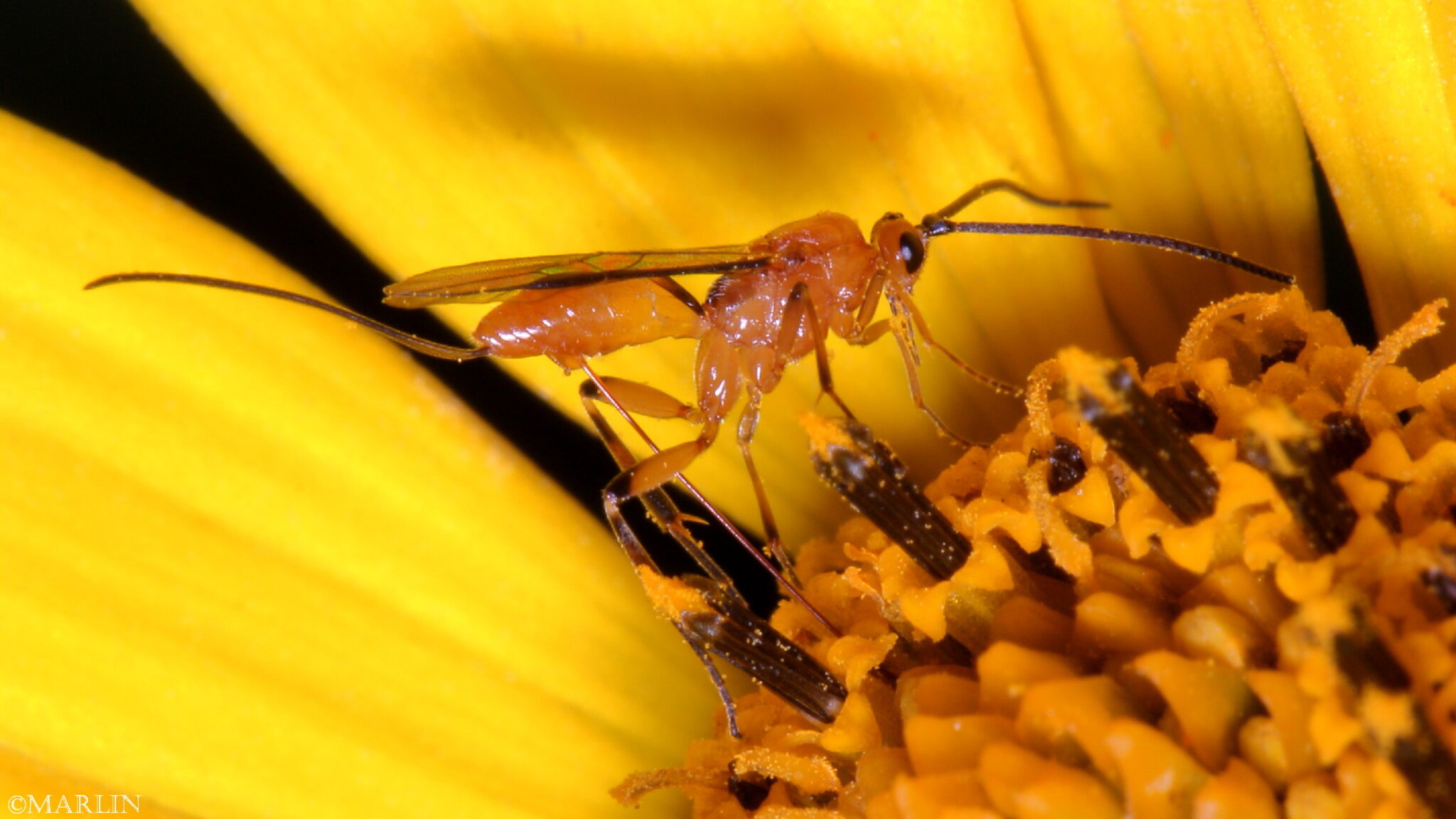 Parasitica - Parasitic Apocrita - North American Insects & spiders