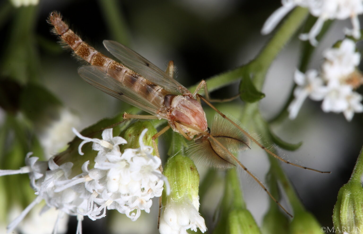 Midge - Family Chironomidae - North American Insects & Spiders