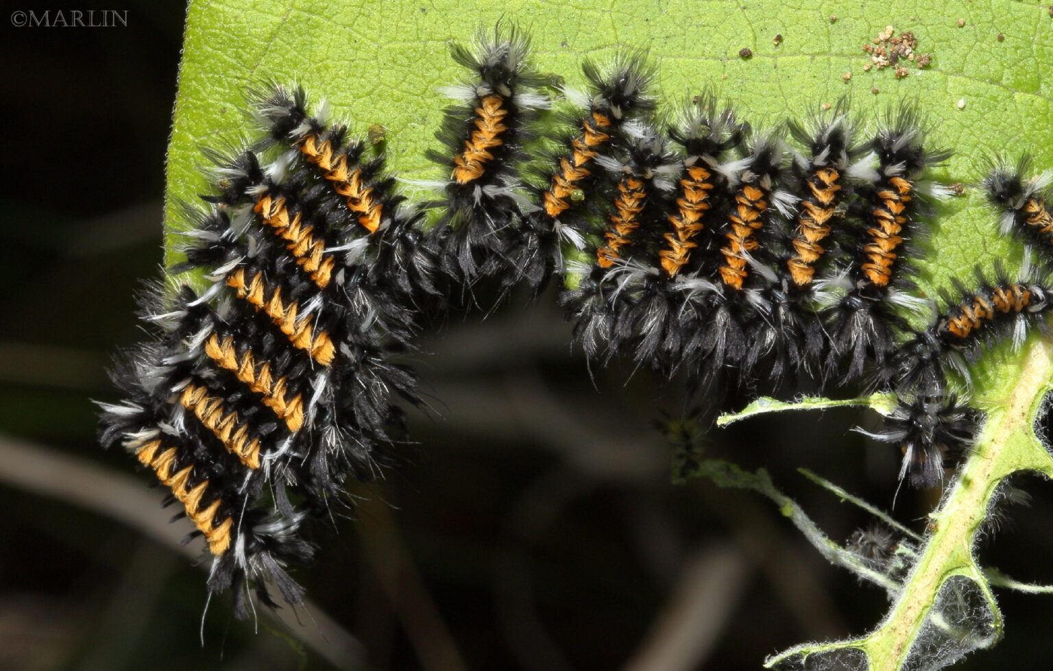 Milkweed Tussock Moth Caterpillars - North American Insects & spiders