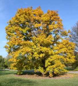 Miyabe Maple - Acer miyabei - North American Insects & spiders