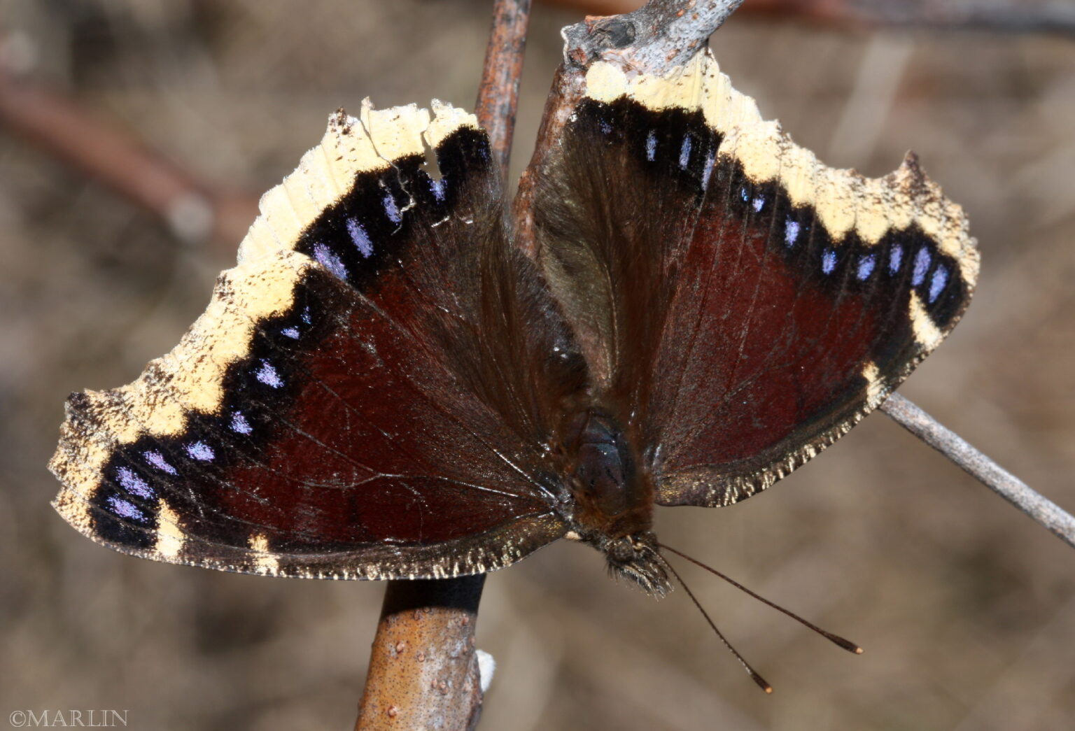 Mourning Cloak Butterfly - North American Insects & spiders