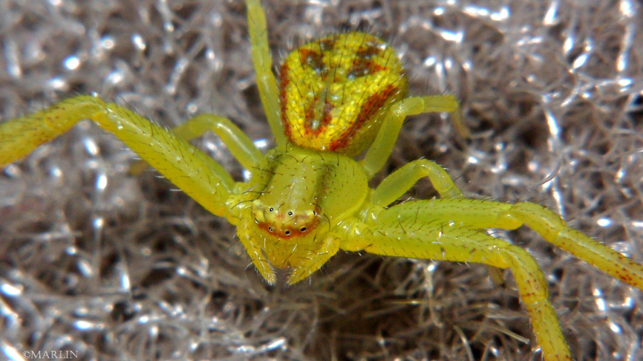 Northern Crab Spider - North American Insects & spiders