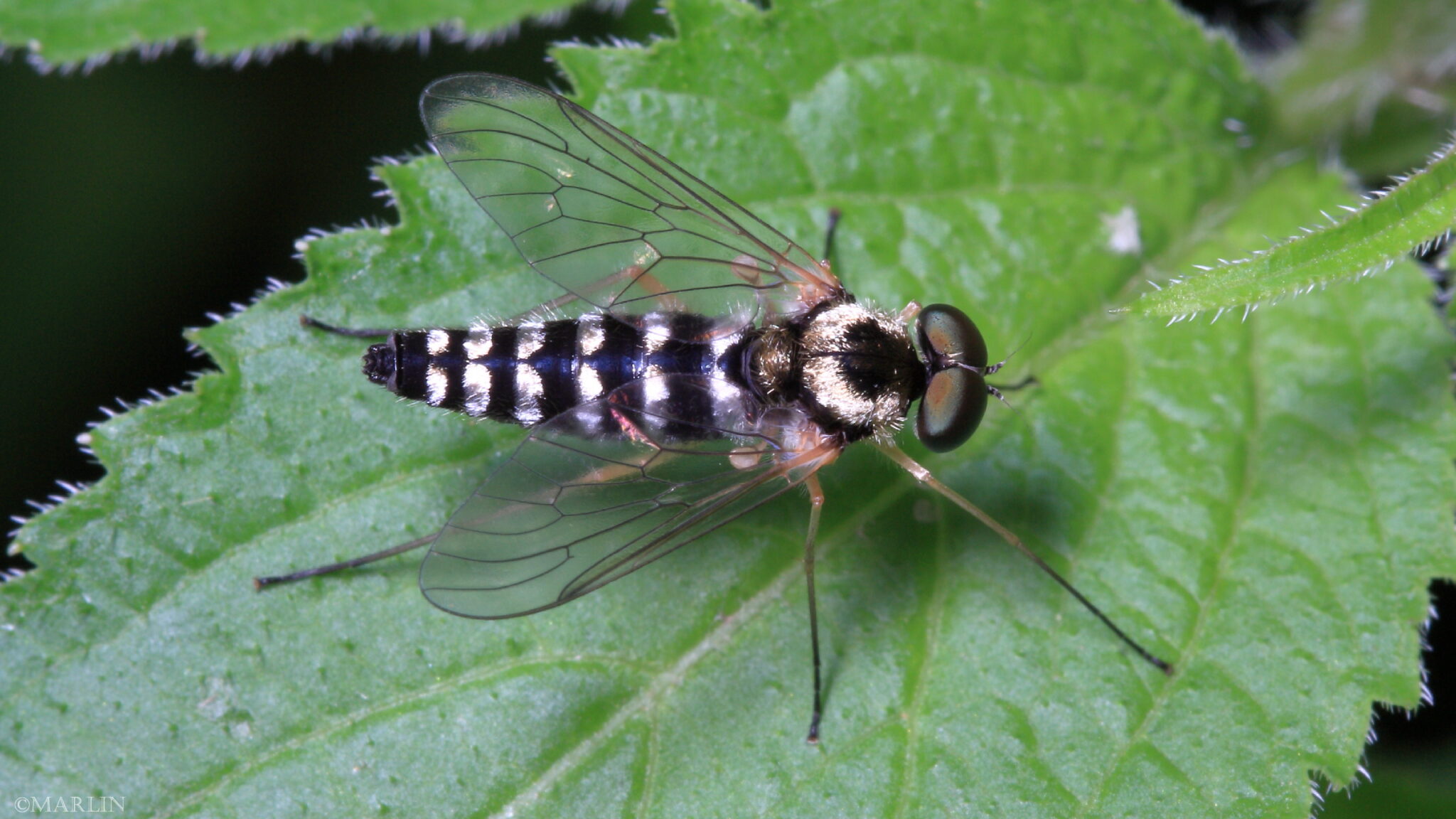 Ornate Snipe Fly - Chrysopolis ornatus - North American Insects & spiders