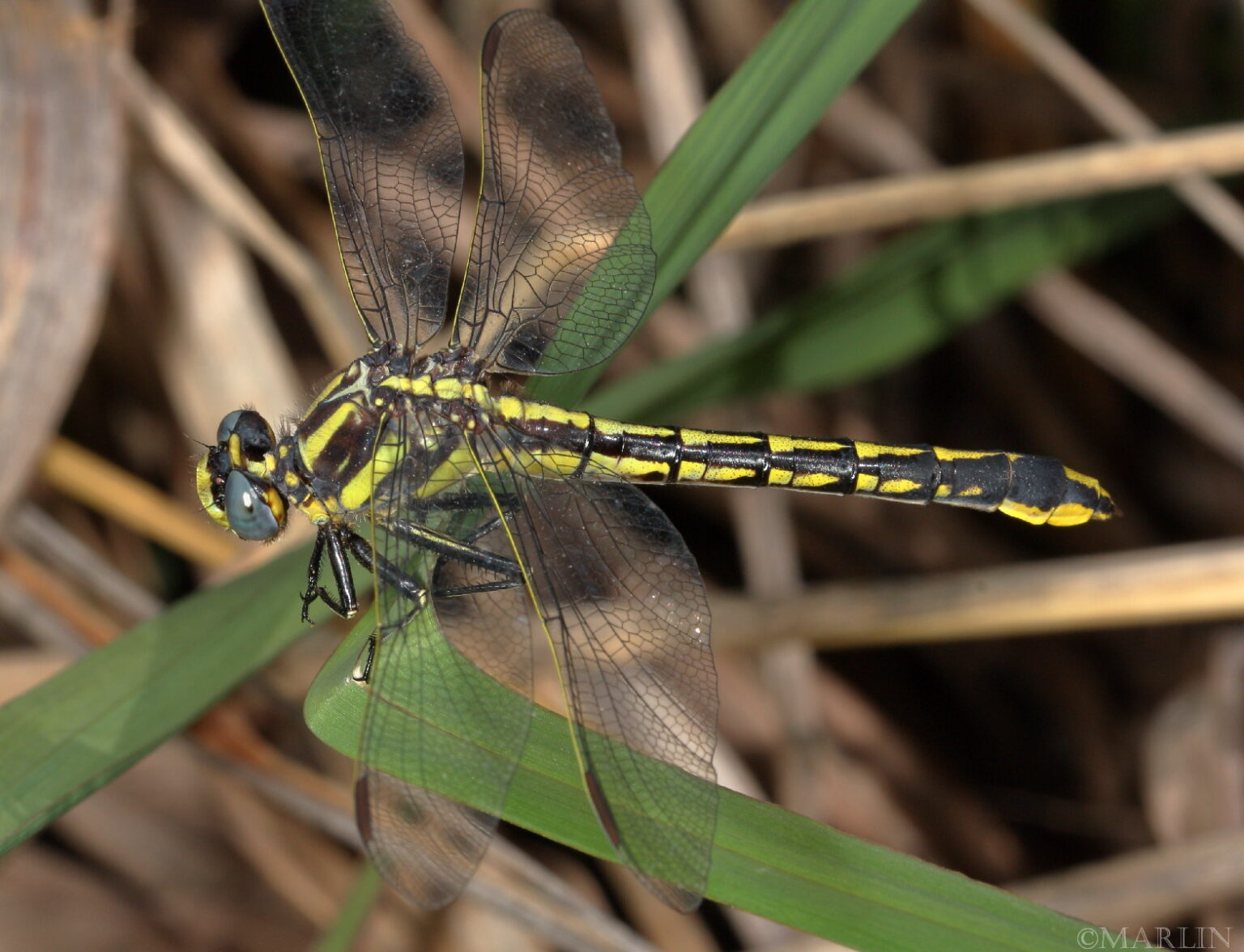 Plains Clubtail Dragonfly - North American Insects & Spiders