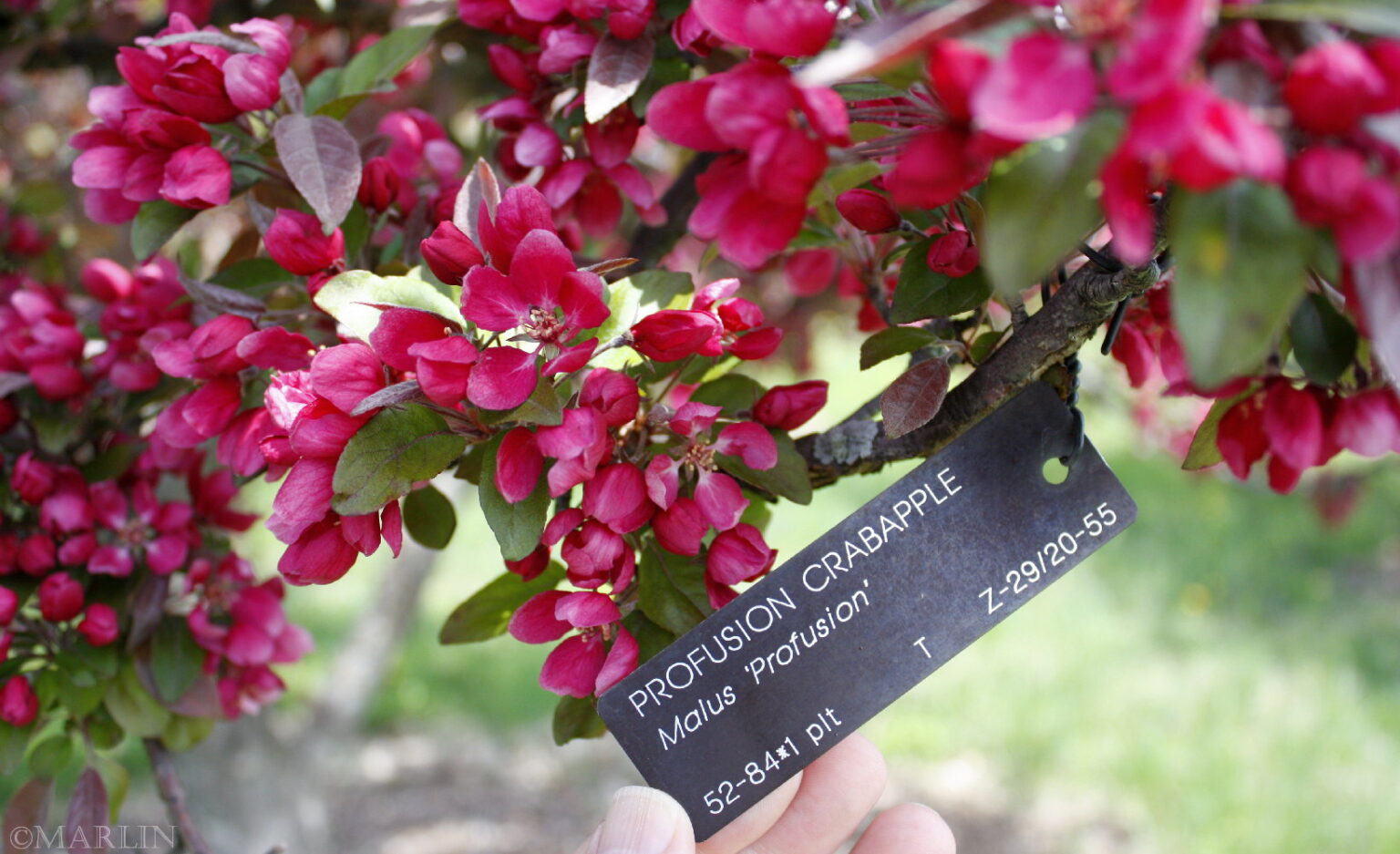 Profusion Crabapple - Malus 'Profusion' - North American Insects & spiders