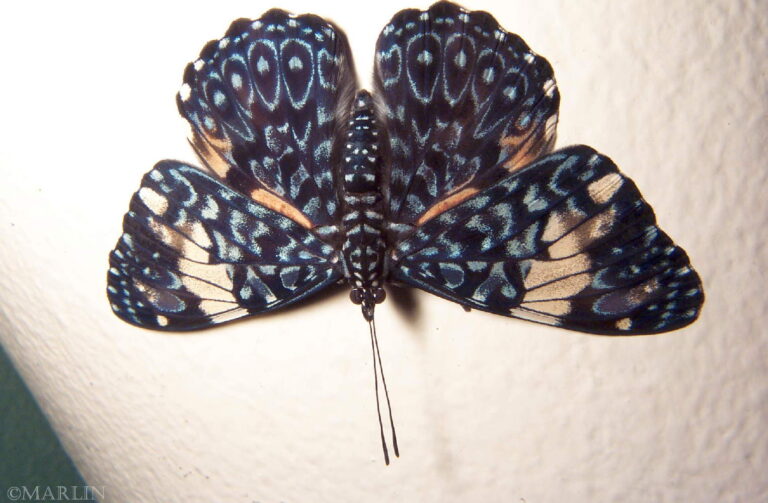 Red Cracker Butterfly - North American Insects & spiders