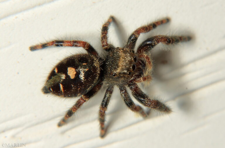Regal Jumping Spider - Phidippus regius - North American Insects & spiders
