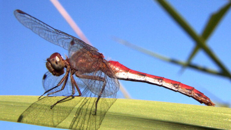 Ruby Meadowhawk Dragonfly - North American Insects & spiders