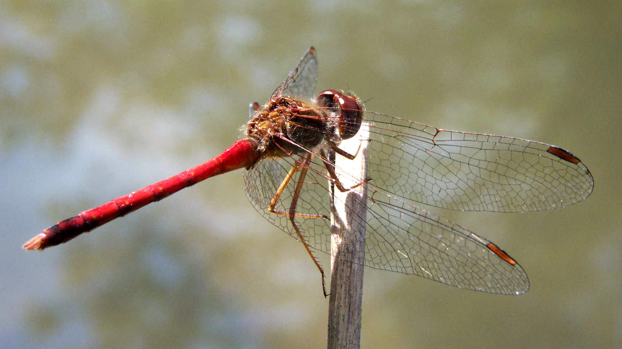 Ruby Meadowhawk Dragonfly - North American Insects & spiders