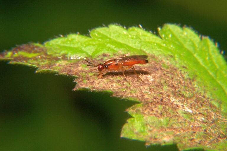 Rust Fly - Loxocera cylindrica - North American Insects & spiders