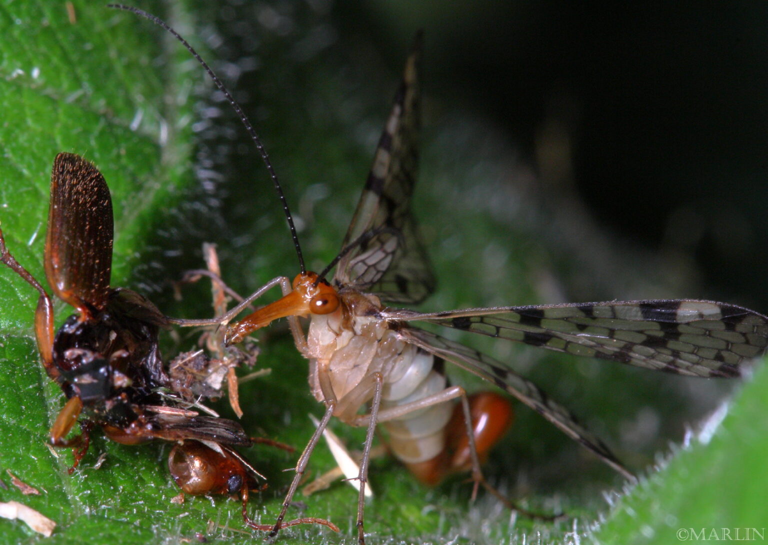 Order Mecoptera - Scorpionflies - North American Insects & spiders