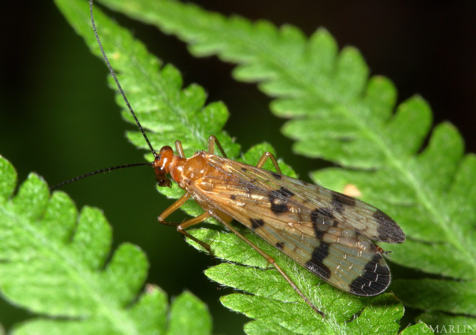 Order Mecoptera - Scorpionflies - North American Insects & spiders