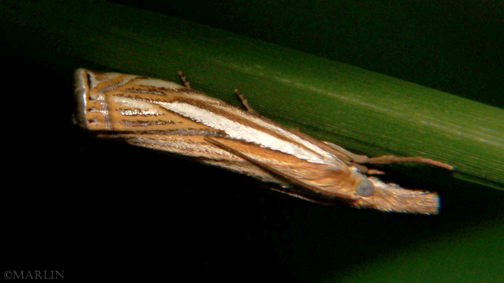 Double-Banded Grass-Veneer Moth - North American Insects & spiders