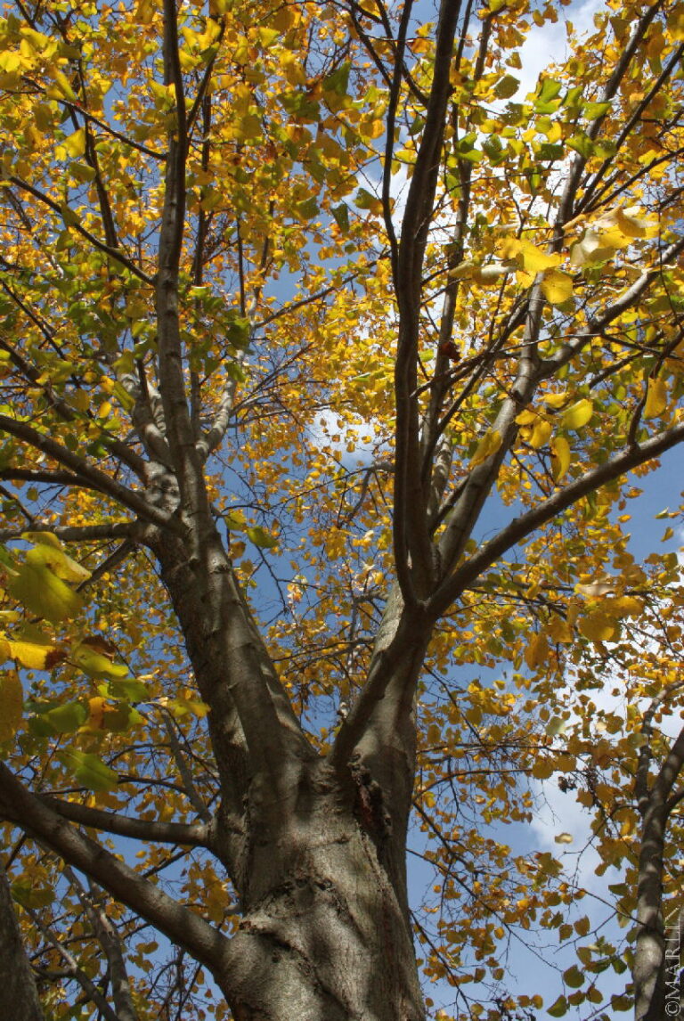 Silver Linden Tree - North American Insects & spiders