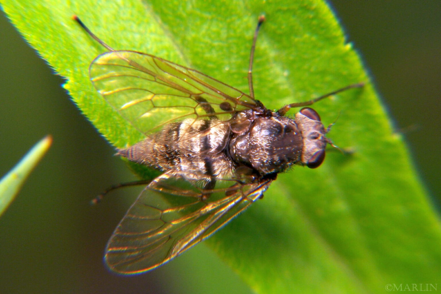 Snipe Fly - Chrysopilus - North American Insects & spiders