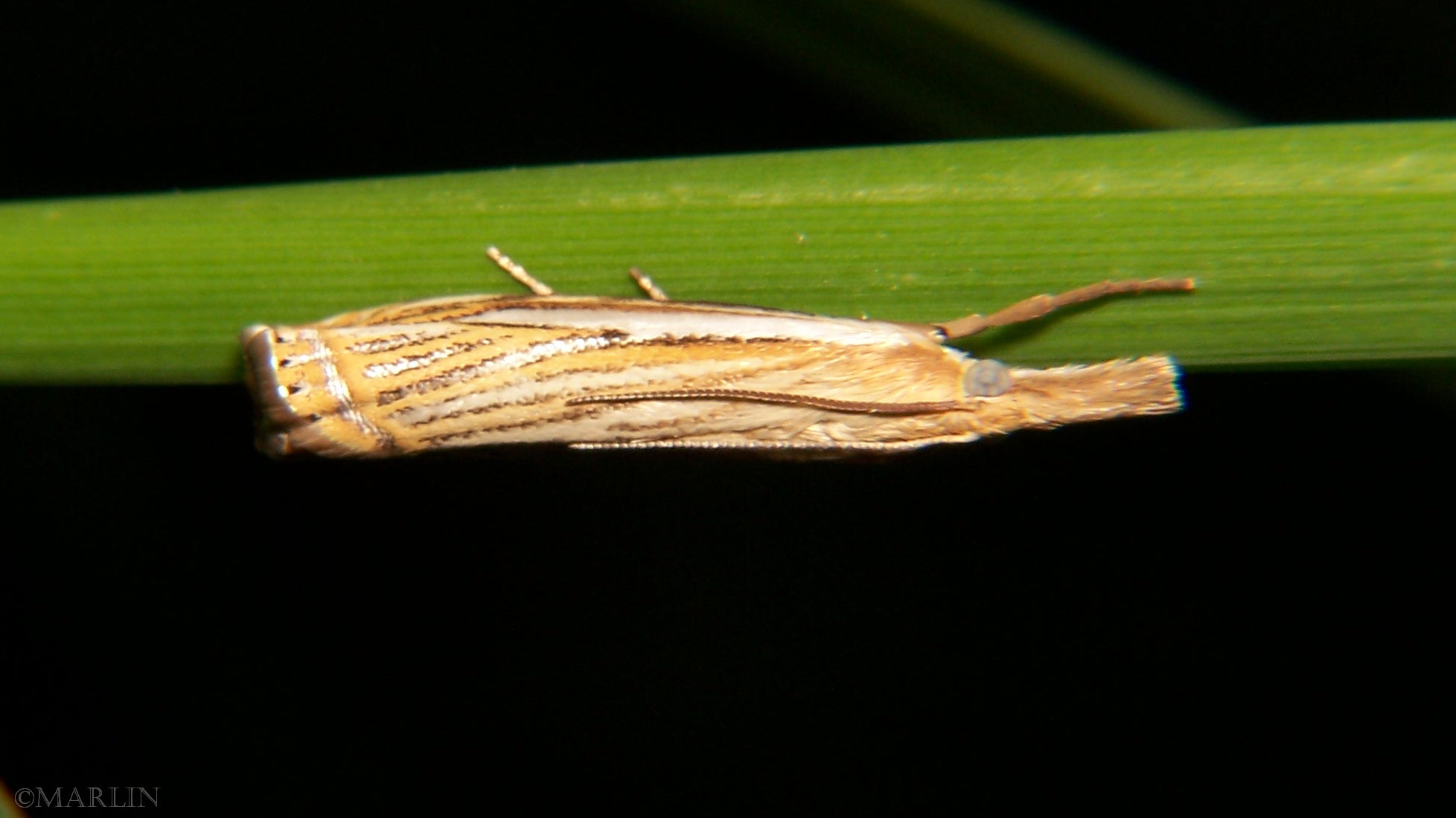 Double-Banded Grass-Veneer Moth - North American Insects & spiders