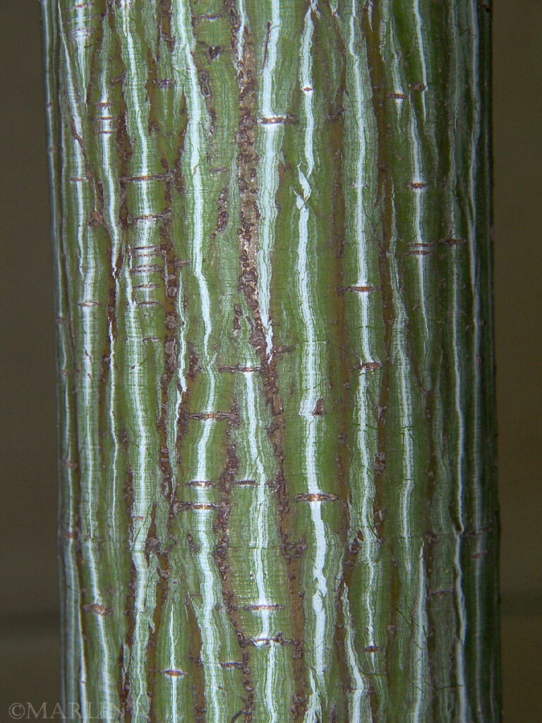 Snakeskin Maple - Acer grosseri - North American Insects & spiders
