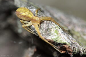 Spiders of North America - North American Insects & Spiders