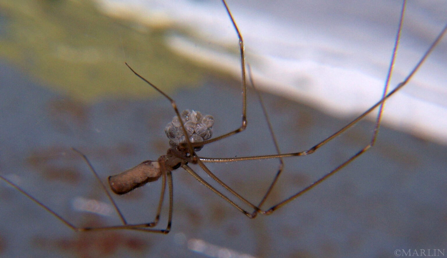 Vibrating / Cellar Spiders - North American Insects & spiders