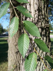 Siberian Elm - Ulmus pumila - North American Insects & spiders
