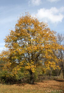 Silver Linden Tree - North American Insects & spiders