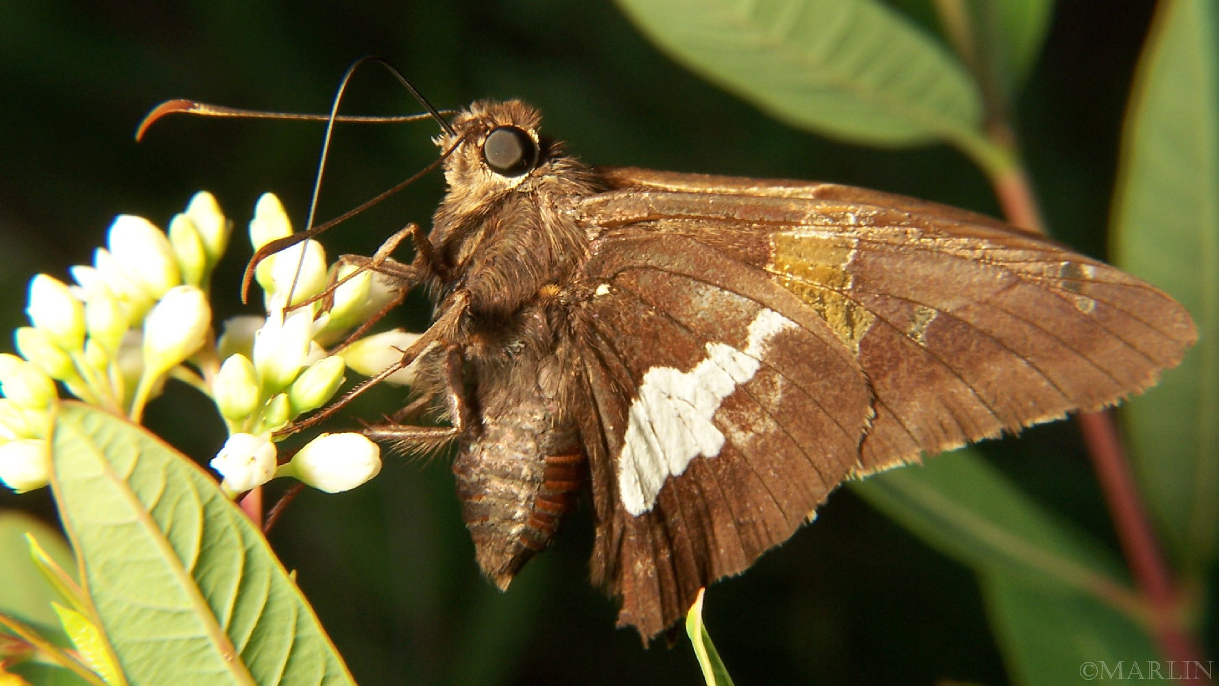 Silver Spotted Skipper Butterfly - North American Insects & spiders