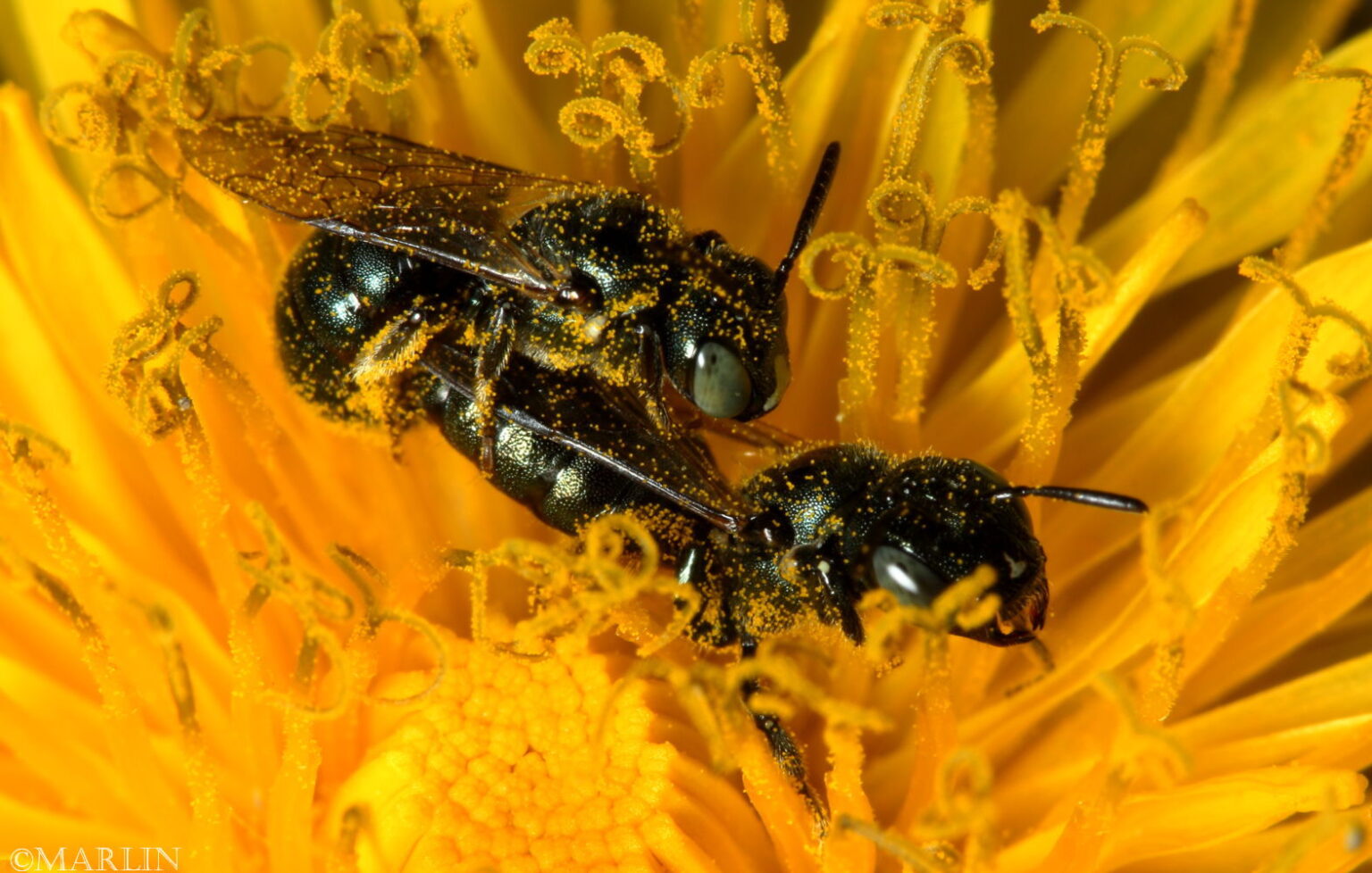 Small Carpenter Bee - Ceratina species - North American Insects & spiders