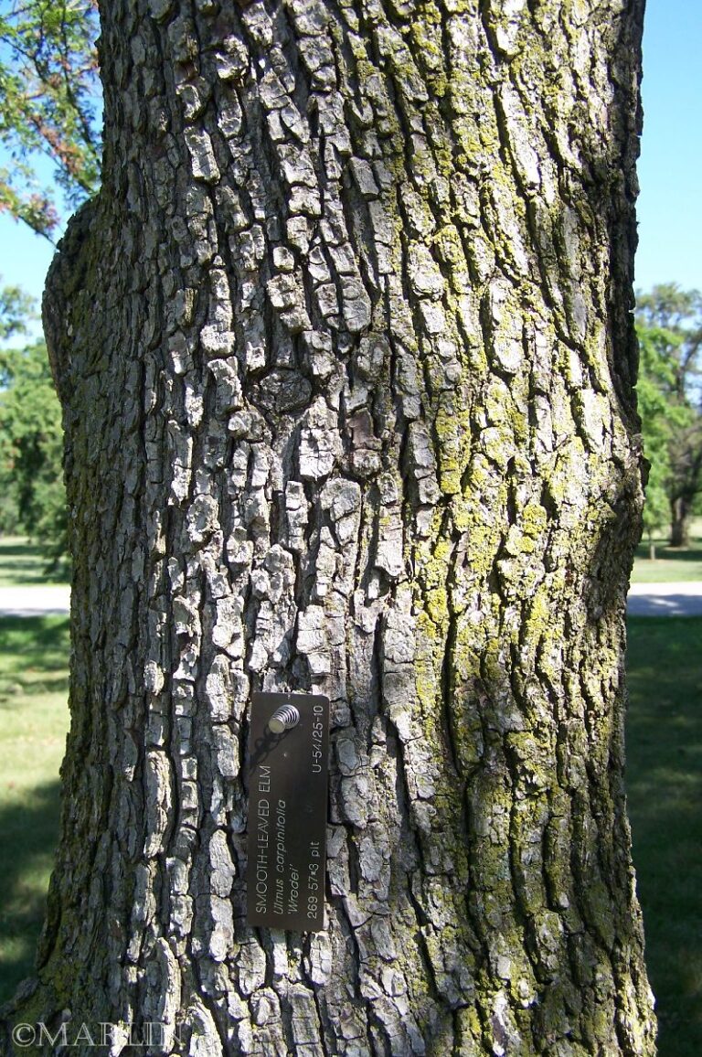 Smooth-Leaved Elm - Ulmus carpinifolia - North American Insects & spiders