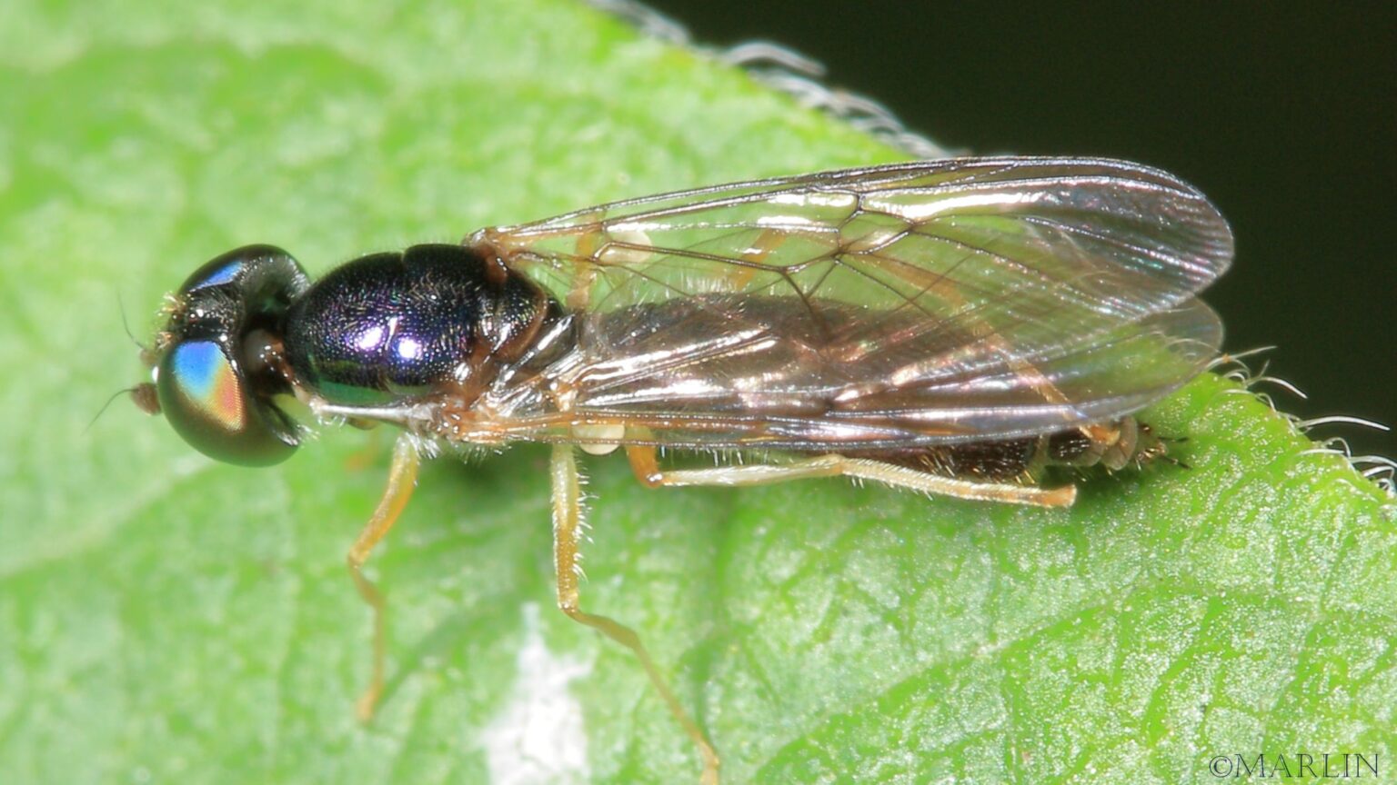 Soldier Fly - Sargus decorus - North American Insects & spiders