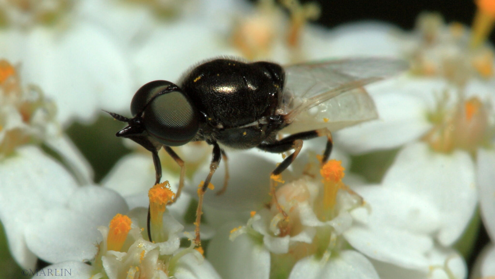 Soldier Fly - Nemotelus kansensis - North American Insects & spiders