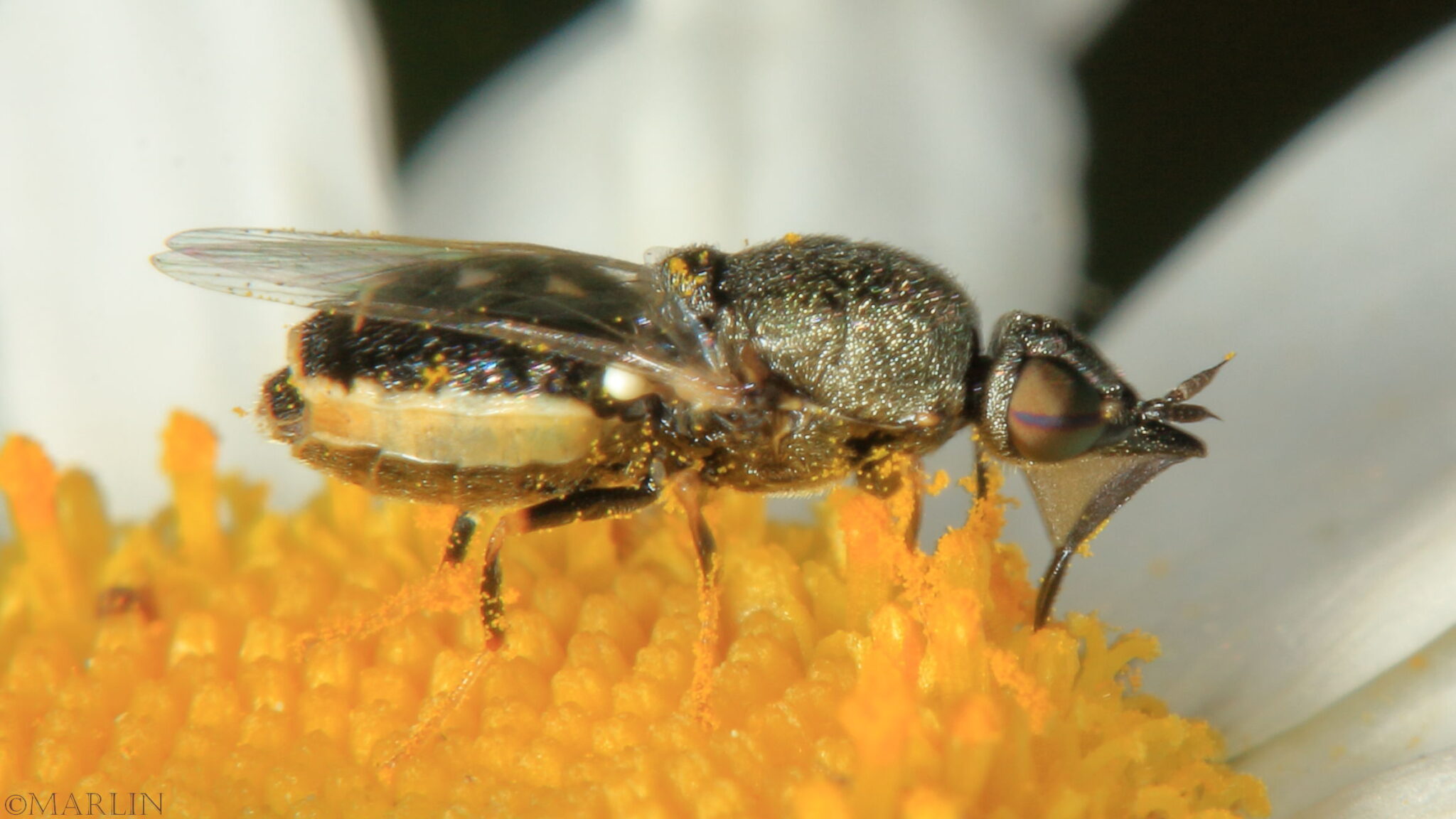 Soldier Fly - Nemotelus kansensis - North American Insects & spiders