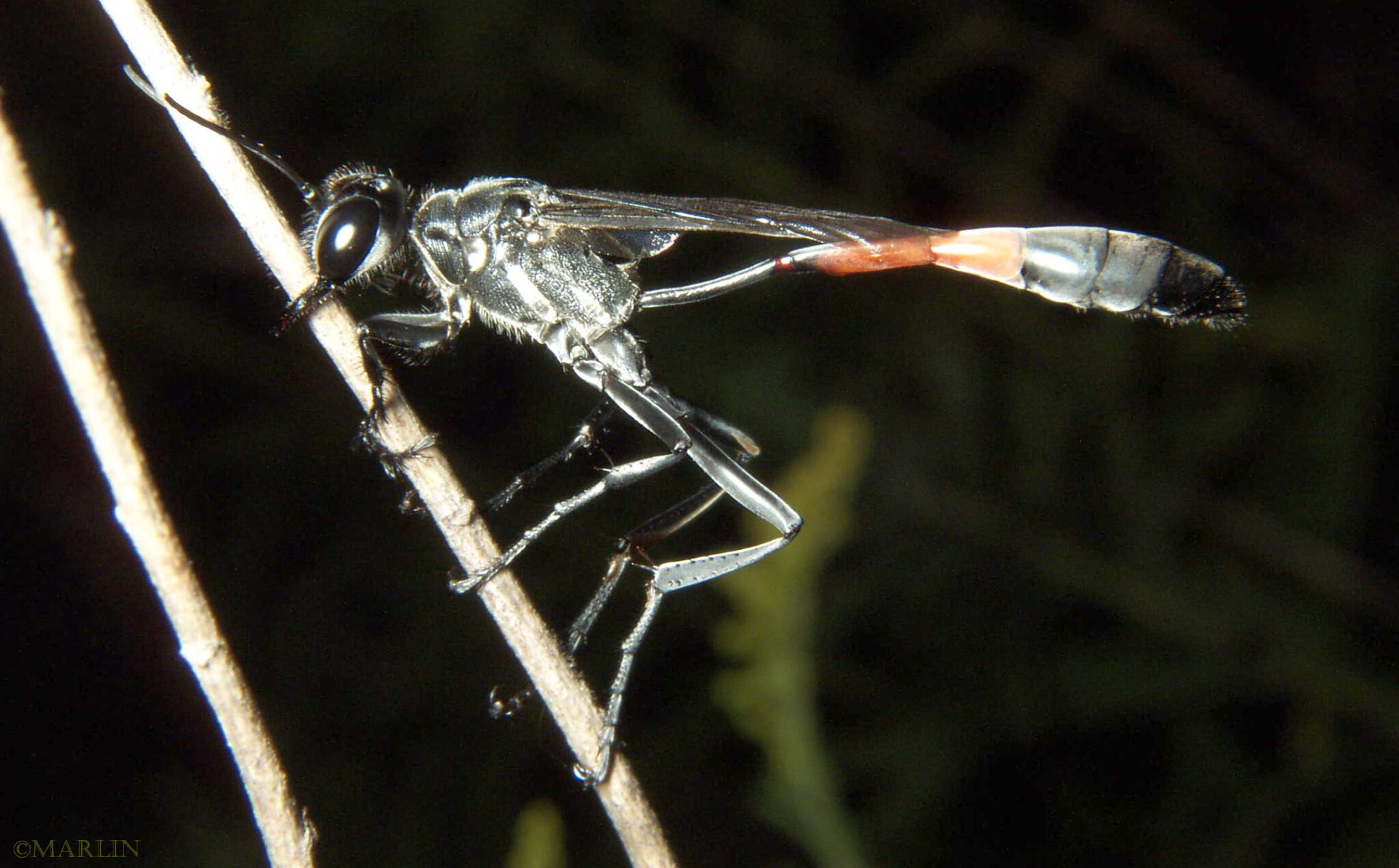 Sphecid Wasps - Ammophila Species - North American Insects & spiders