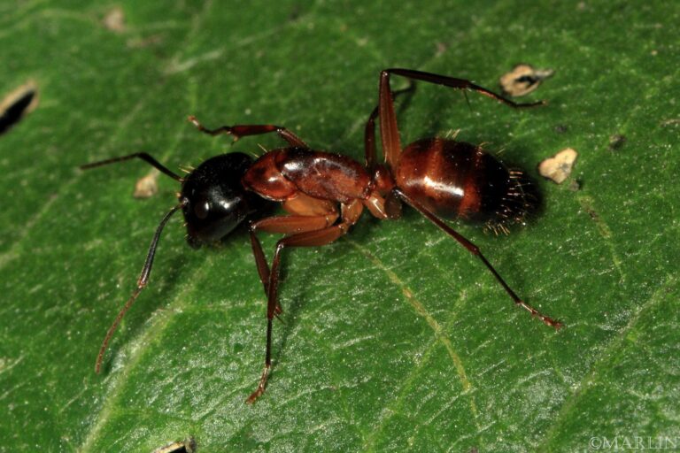 American Carpenter Ant - North American Insects & spiders