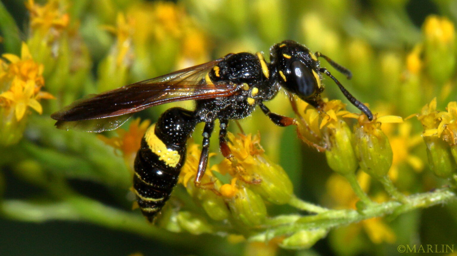 Beewolf Wasp- Philanthus gibbosus - North American Insects & spiders