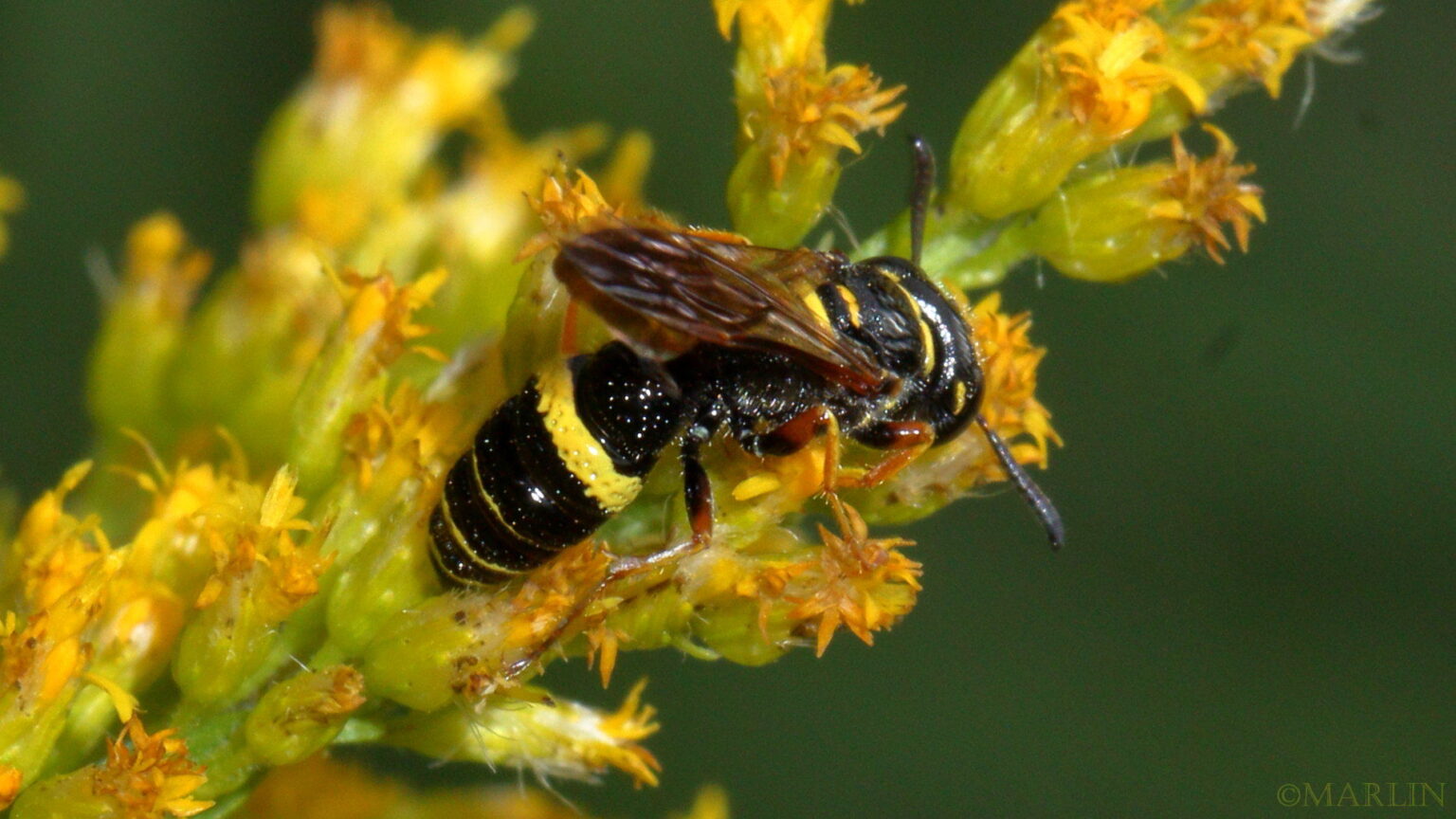 Beewolf Wasp- Philanthus gibbosus - North American Insects & spiders