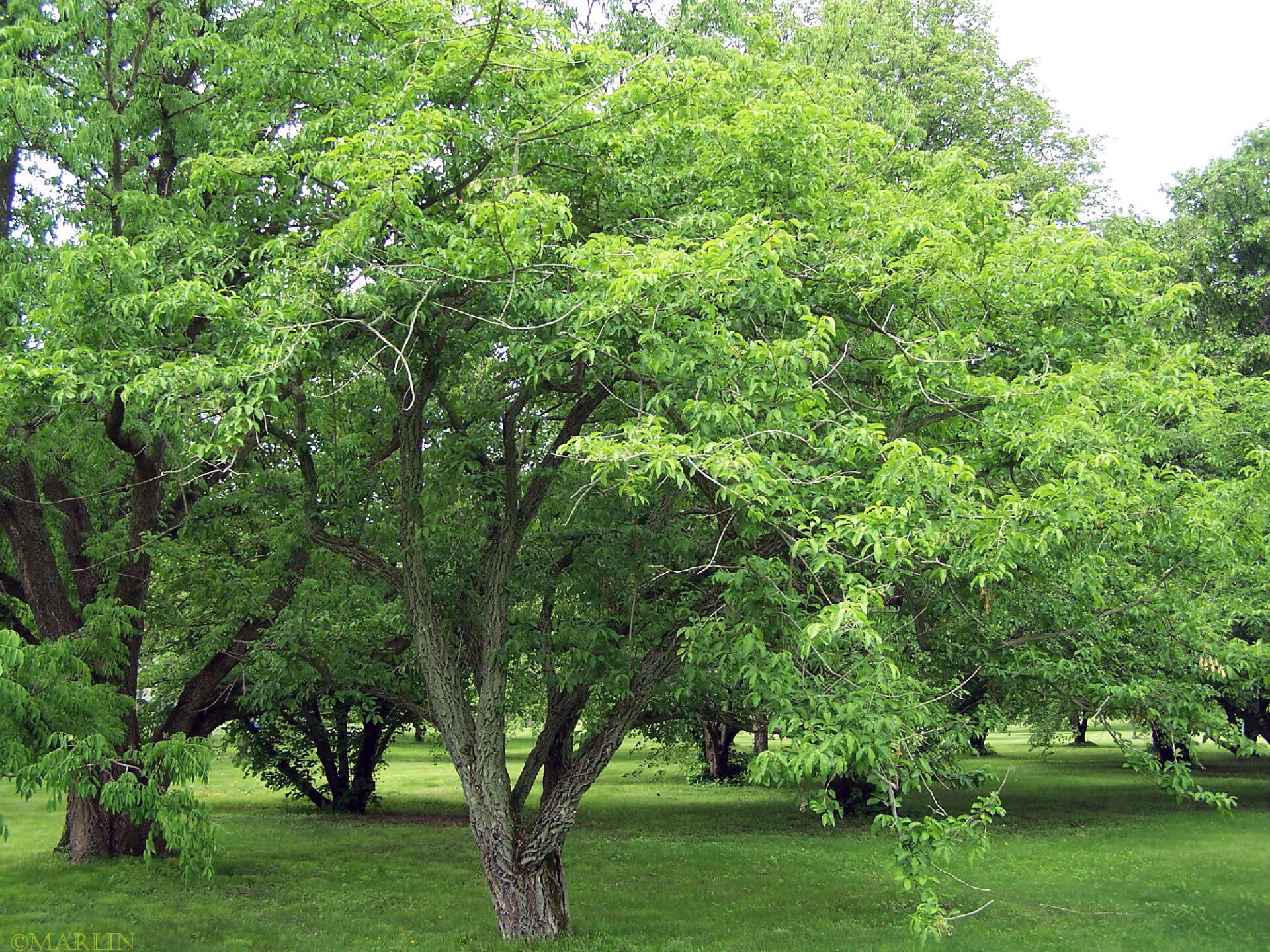 Spindle Tree - Euonymus nikoensis - North American Insects & spiders