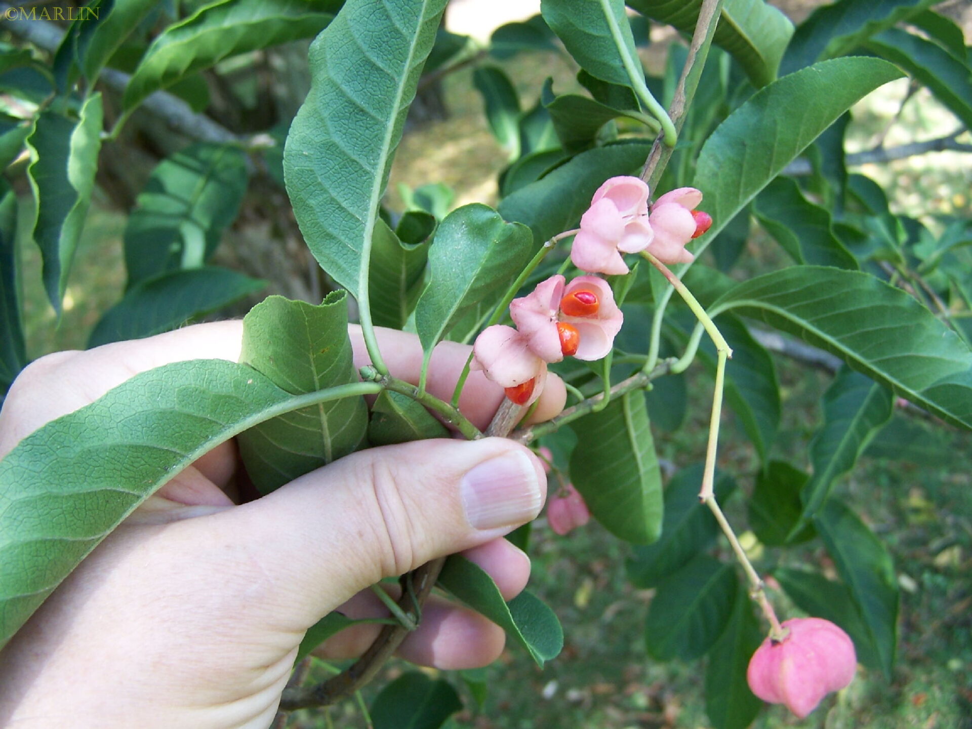 Spindle Tree - Euonymus nikoensis - North American Insects & spiders