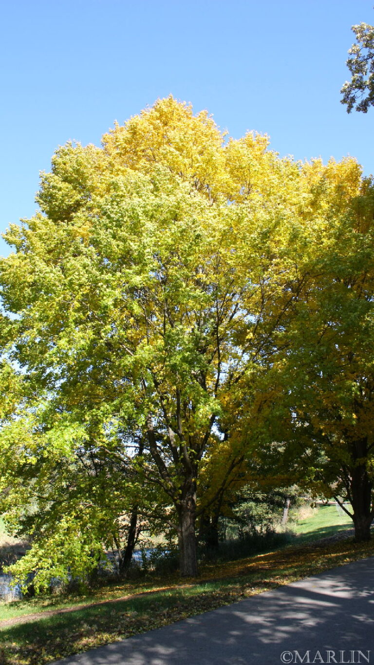 State Street Miyabe Maple - North American Insects & spiders